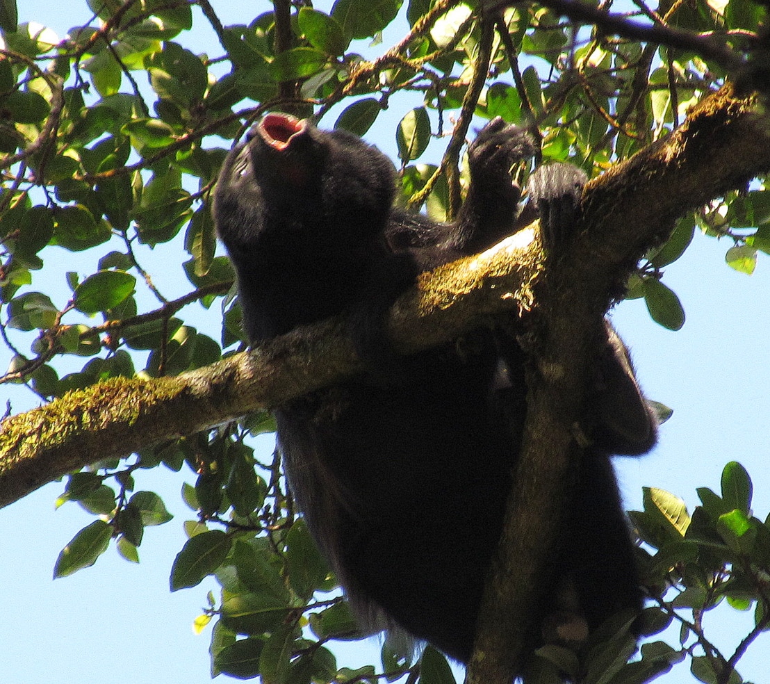 The Howlers in Cahuita National Park – 100CountryTrek.com