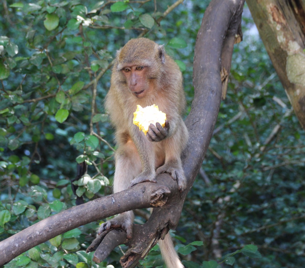 WatSuwan Kuha – Monkey Cave – 100CountryTrek.com