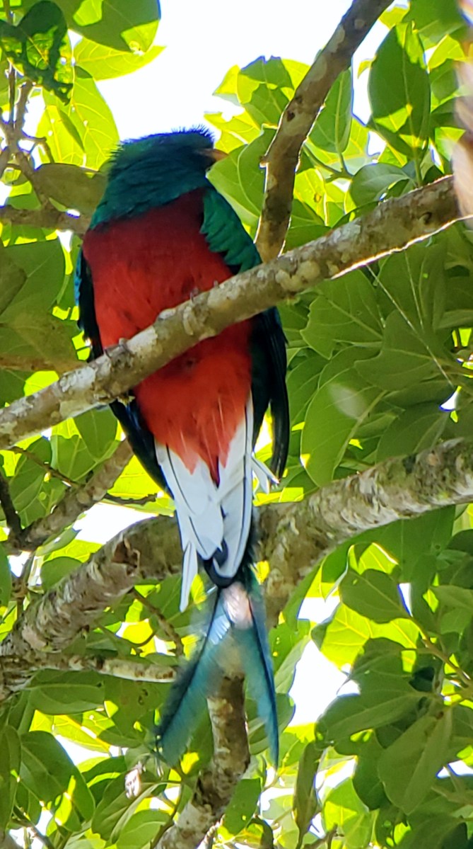 Resplendent Quetzals – 100CountryTrek.com