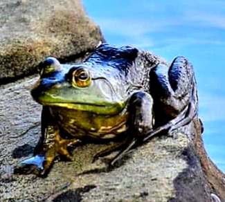 Happy Bullfrog – 100CountryTrek.com