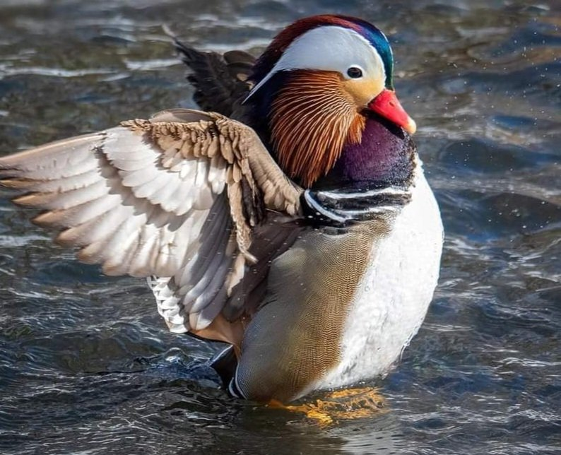 Mandarin Duck- Nova Scotia – 100CountryTrek.com