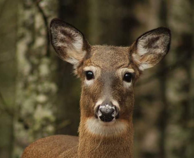 He Is Staring At Us – 100CountryTrek.com