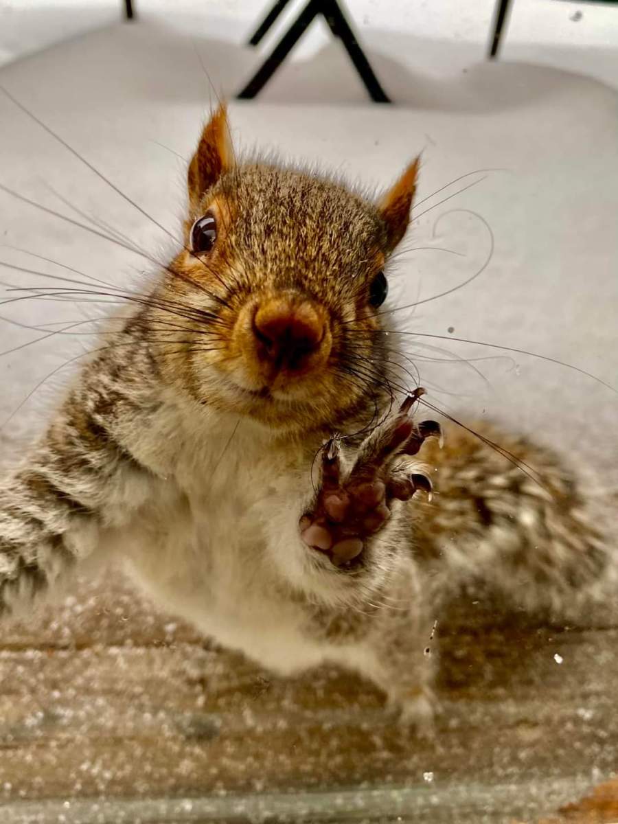 Hello Squirrel – 100CountryTrek.com