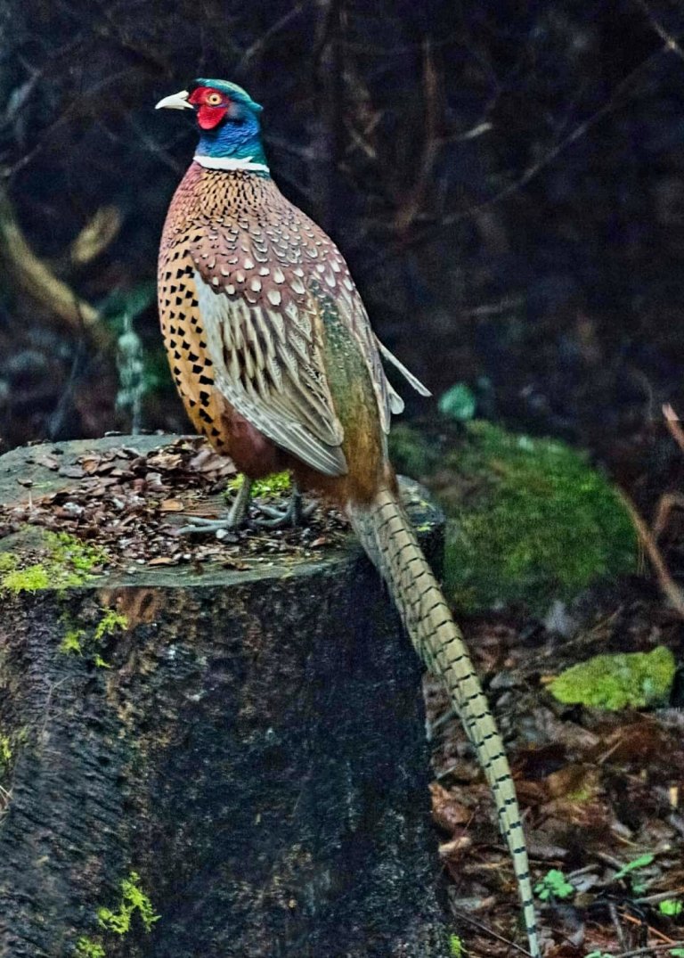 Ring Necked Pheasant – 100CountryTrek.com