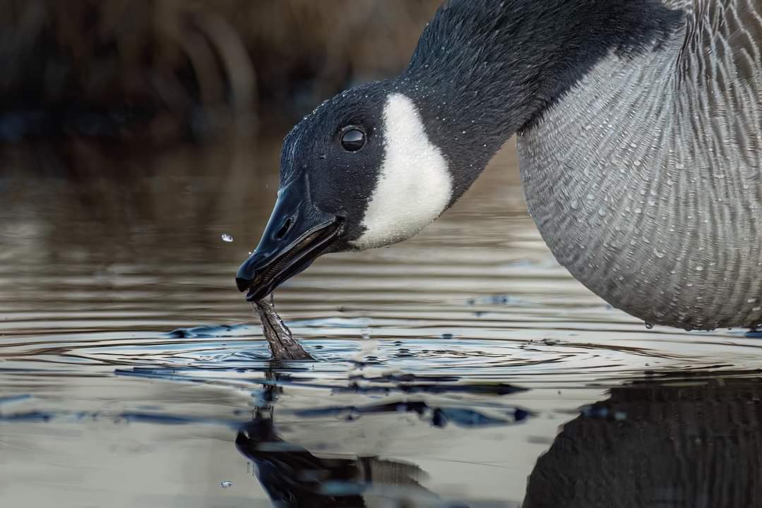 Canada Geese – 100CountryTrek.com