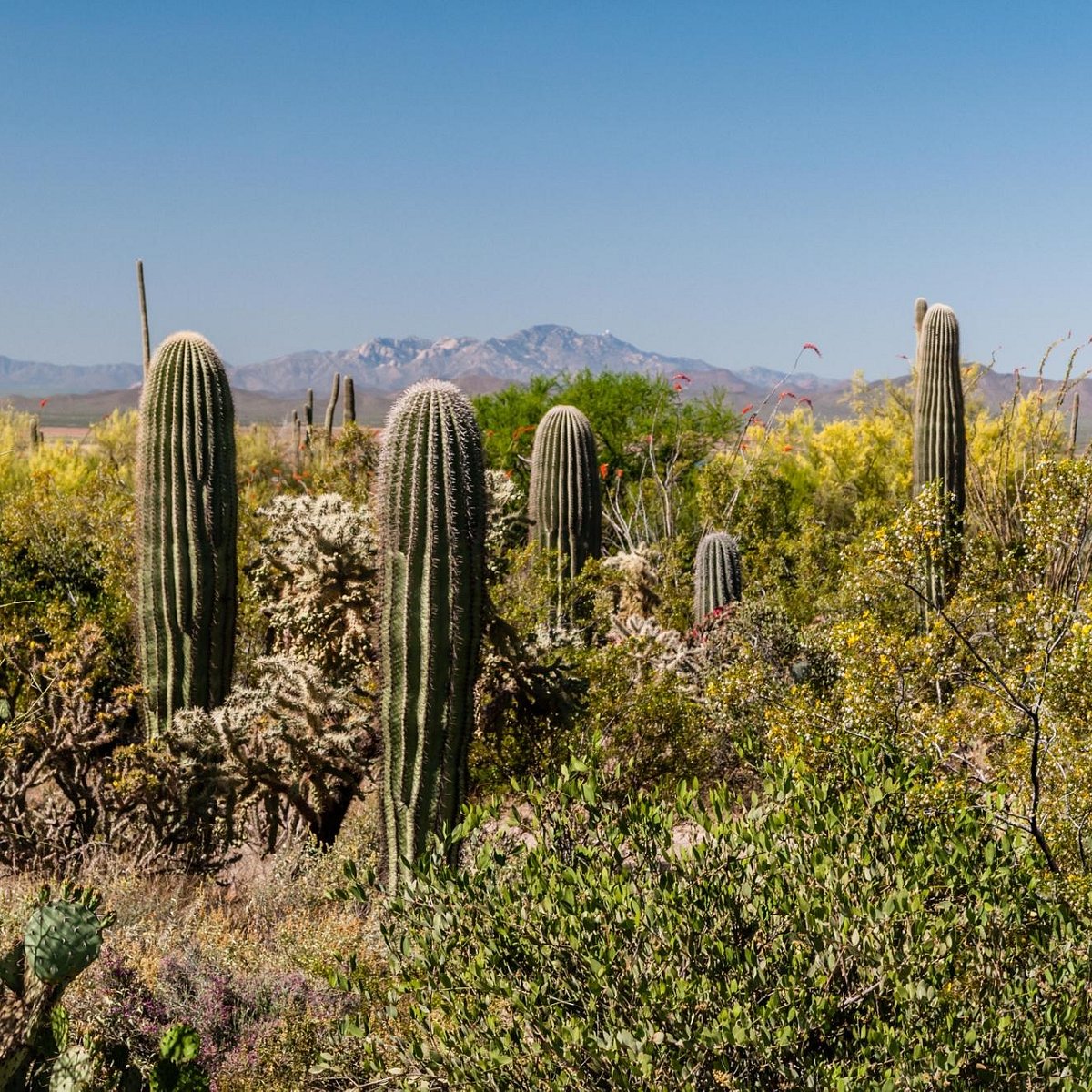 Cactus -Arizona – 100CountryTrek.com