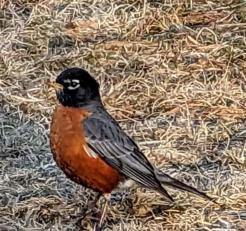 Red Robin – 100CountryTrek.com