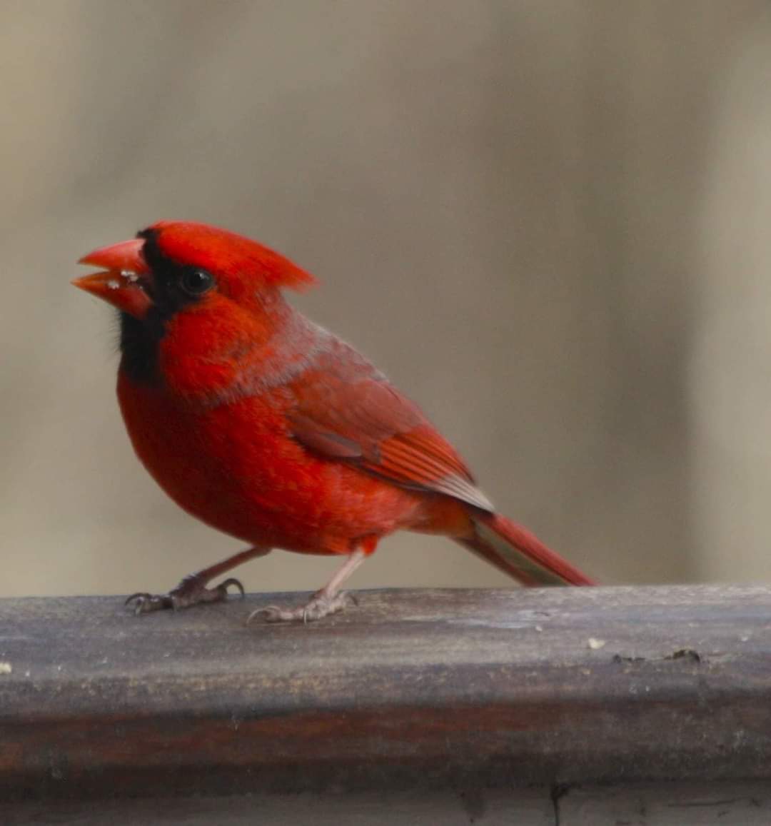 Red Birds – 100CountryTrek.com