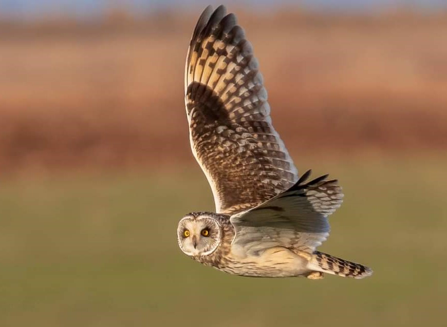 Bird Week – 100CountryTrek.com