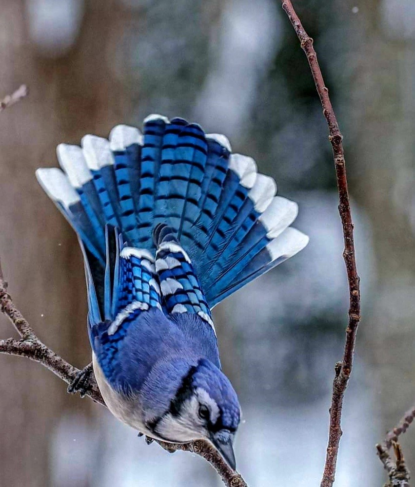 Bird Week – 100CountryTrek.com