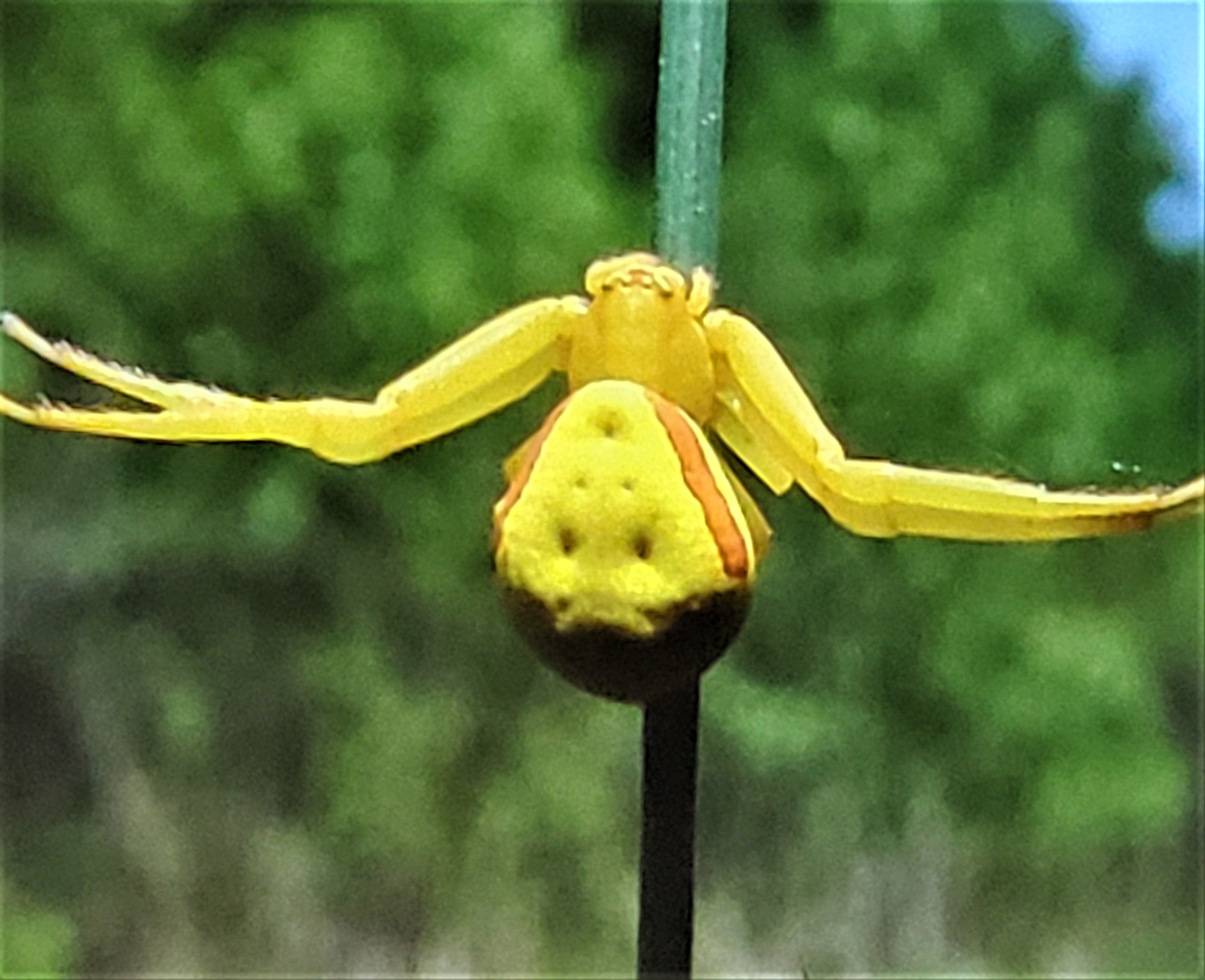 golden-rod-crab-spider – 100CountryTrek.com