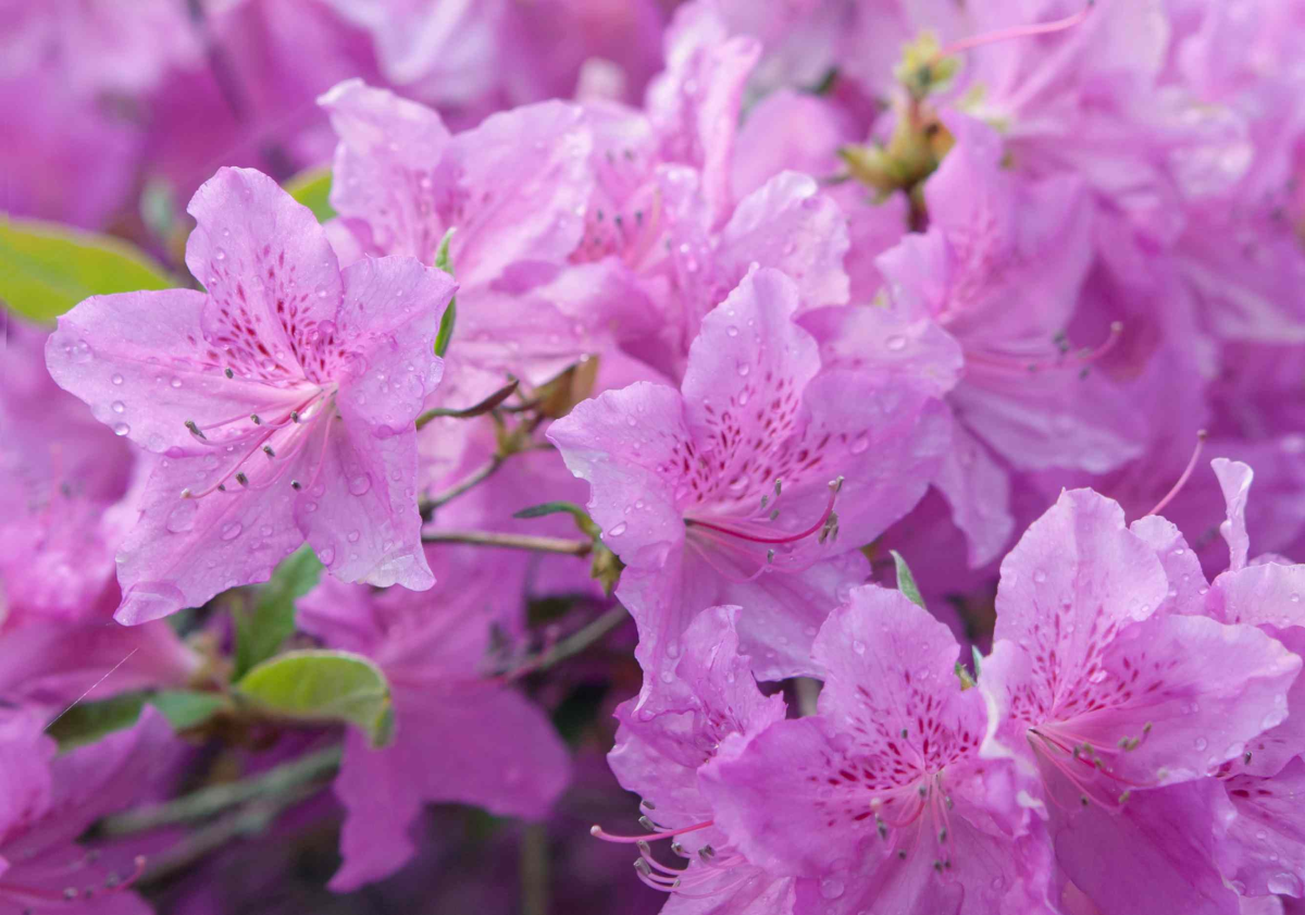Flower Of the Day – May 4- Azalea – 100CountryTrek.com