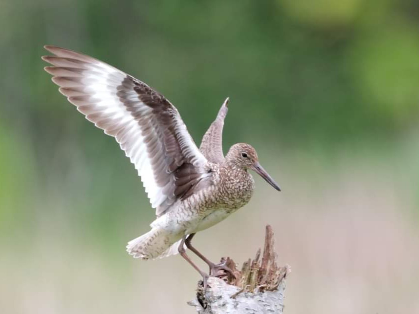 Willet Birds – 100CountryTrek.com
