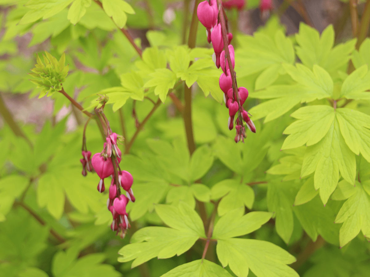 FOTD-June 1- Yellow Leaf Bleeding Heart – 100CountryTrek.com