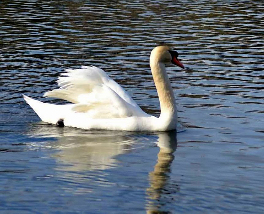 SWANS – NEWFOUNDLAND – 100CountryTrek.com