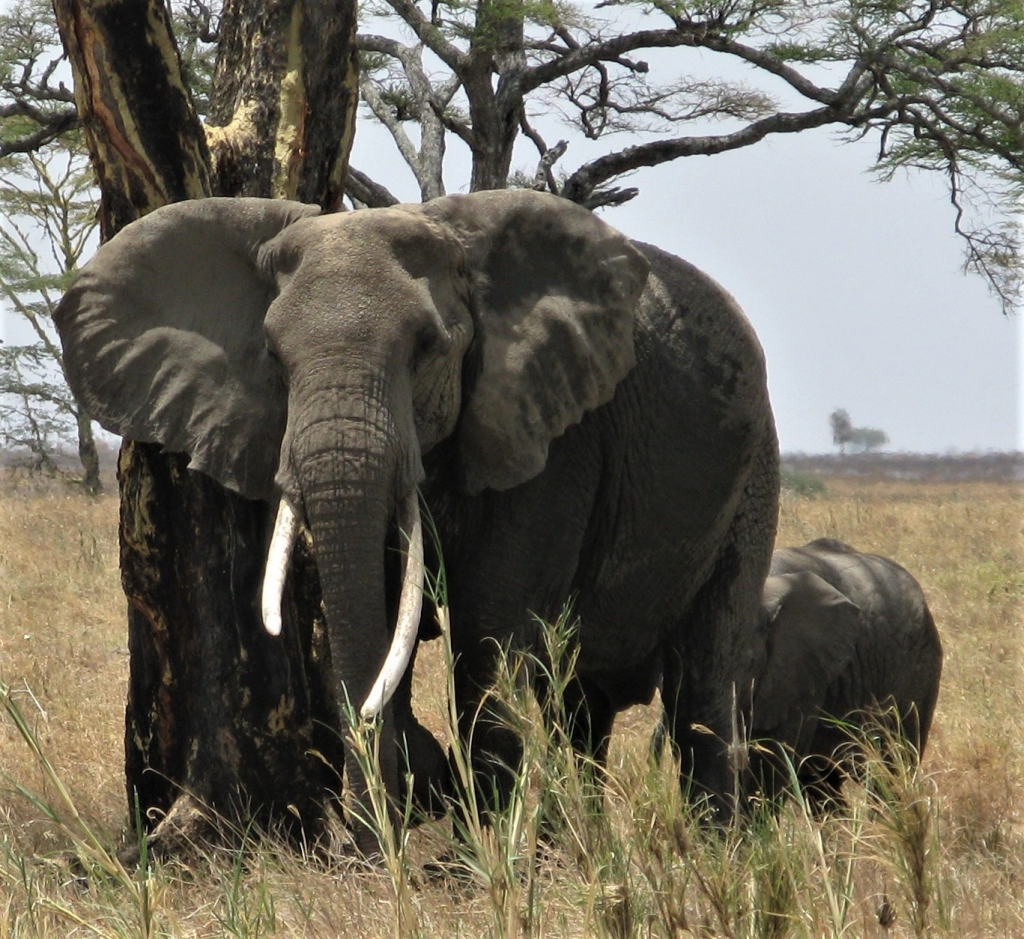 Elephants All Over Africa – 100CountryTrek.com