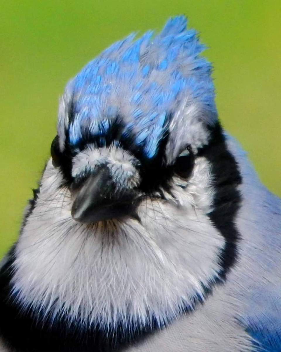 Blue Jays – 100CountryTrek.com