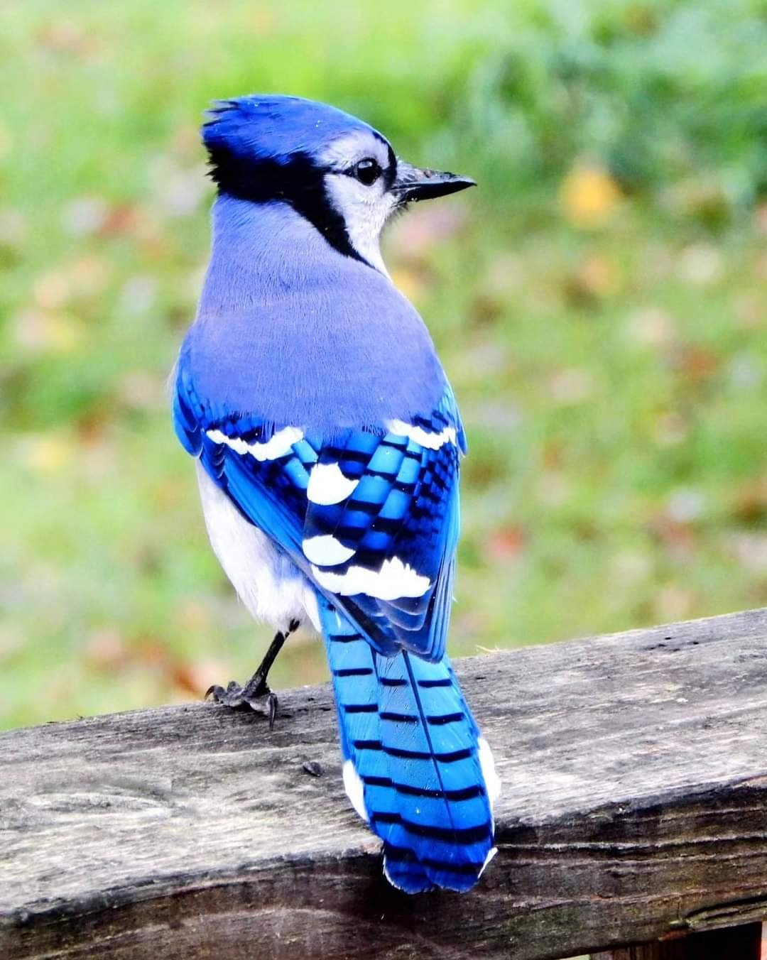 Blue Jays – 100CountryTrek.com