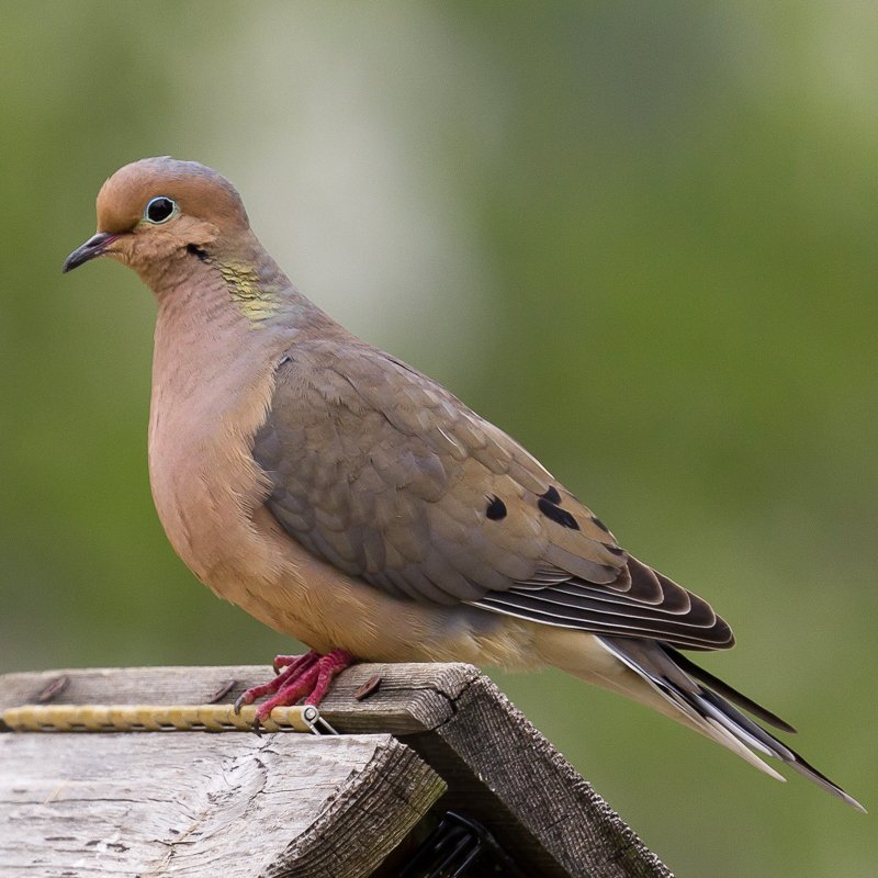 Doves in Our Area – 100CountryTrek.com