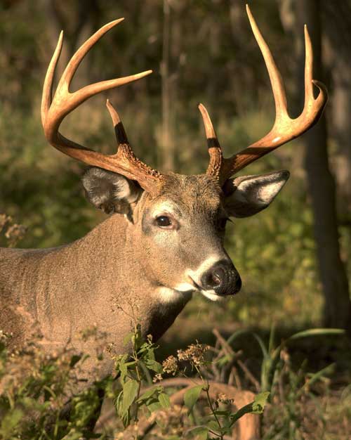 Eight Point Buck – 100CountryTrek.com