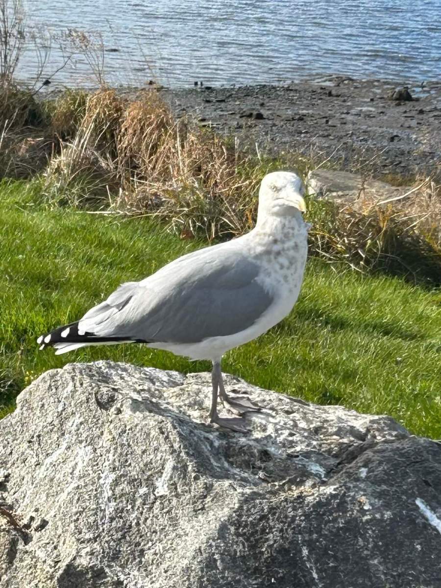 Seagulls – Nova Scotia – 100CountryTrek.com