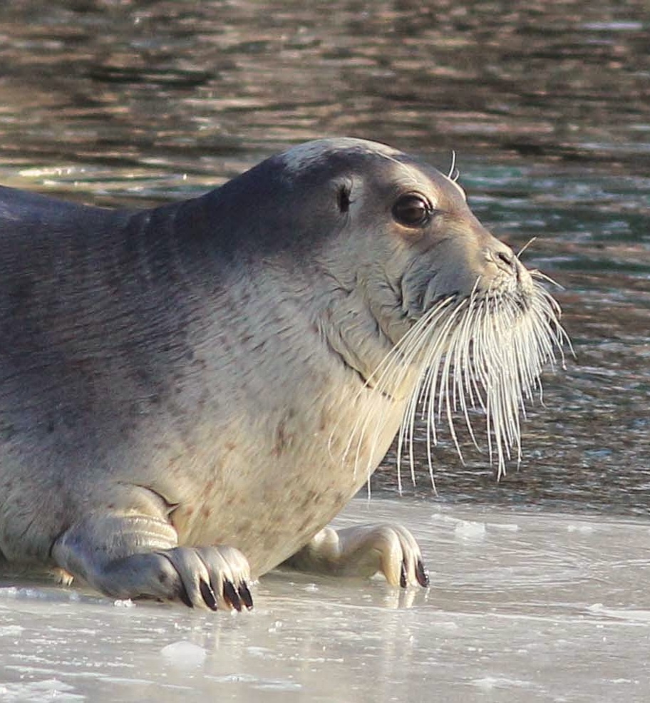 Bearded Seal – 100CountryTrek.com