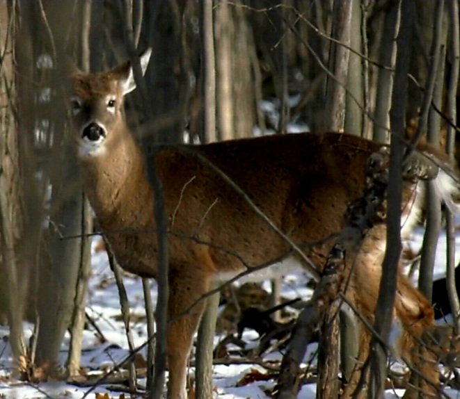 Deers 🦌 🦌 🦌 – 100CountryTrek.com