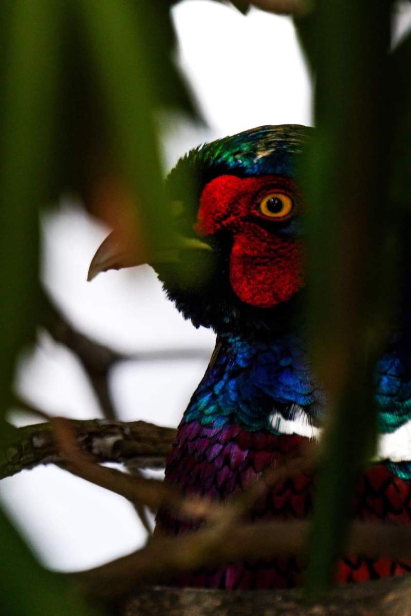 Red Necked Pheasant – 100CountryTrek.com