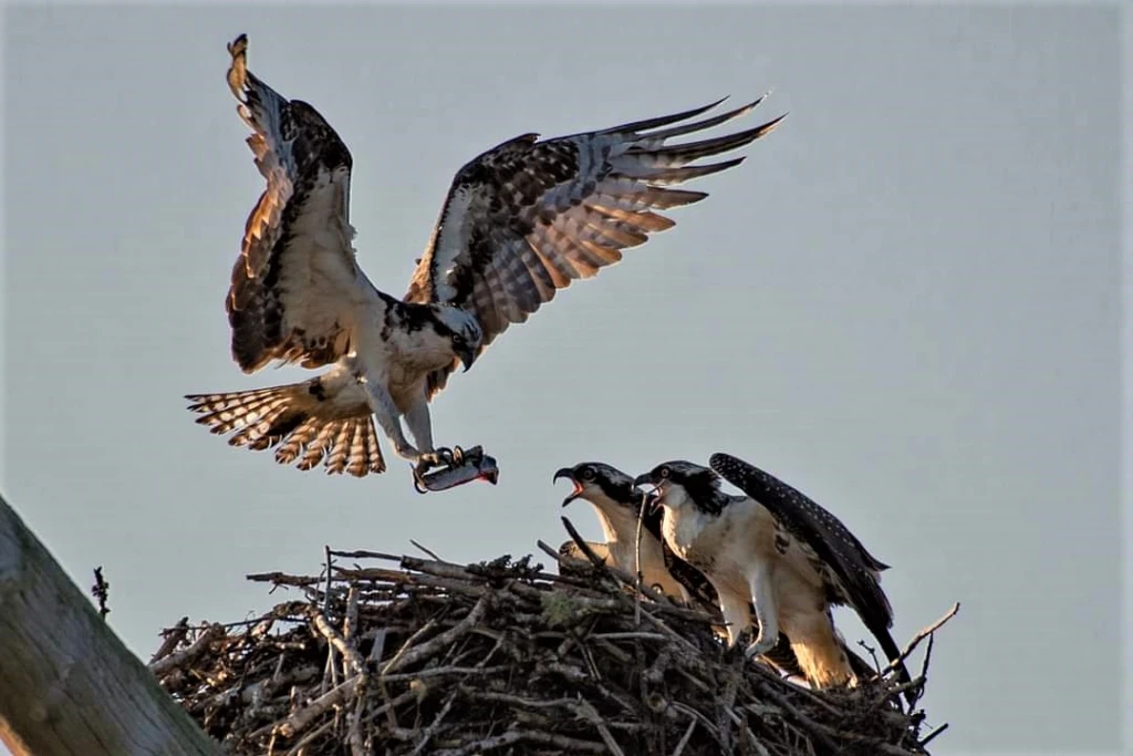 Osprey Family Nova Scotia – 100CountryTrek.com