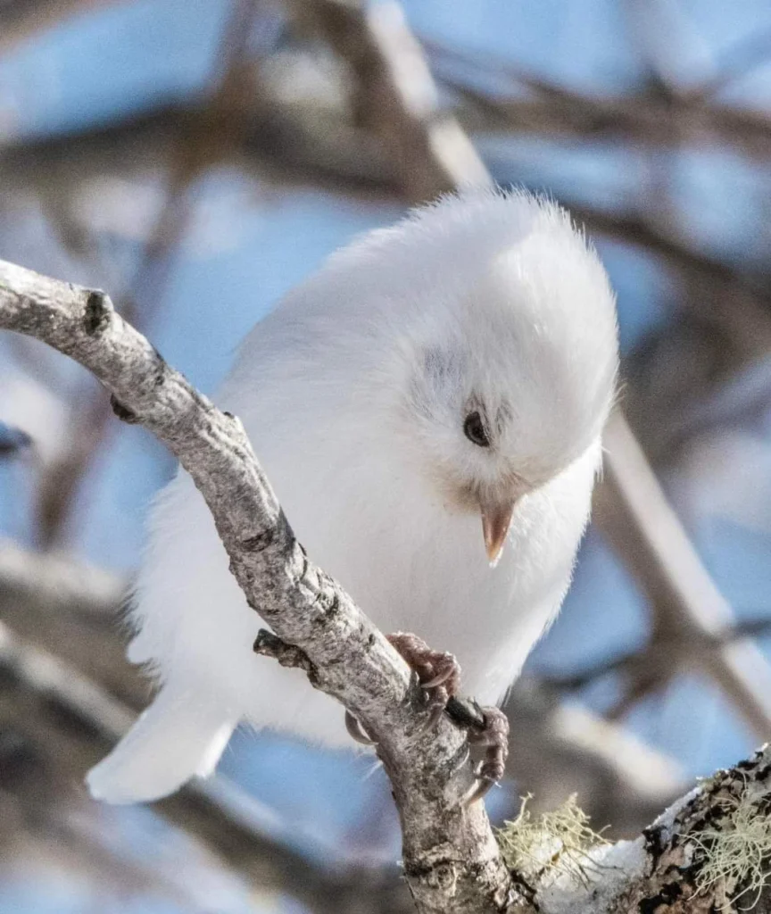 Pure White Chickadees – 100CountryTrek.com