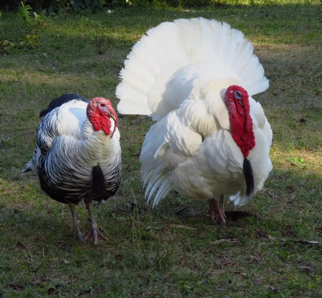 Birds in Florida – 100CountryTrek.com