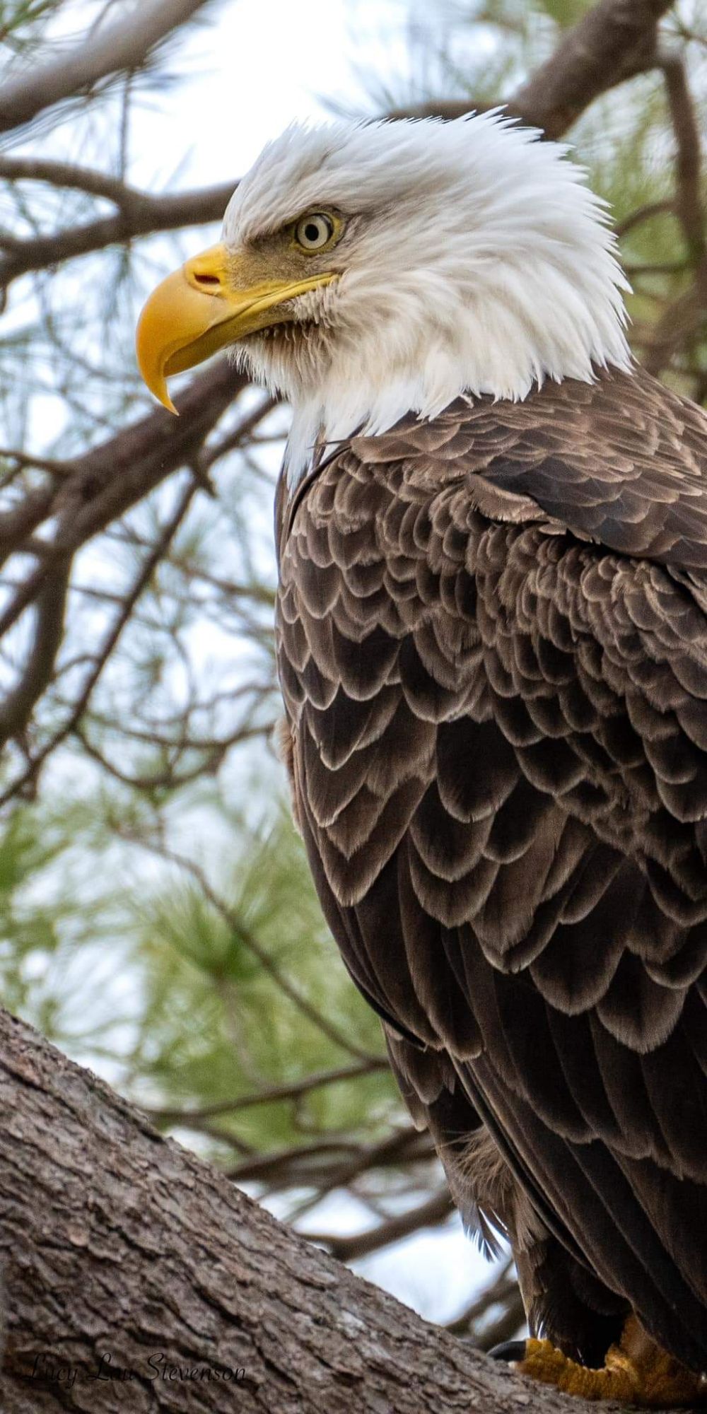 EAGLE – 100CountryTrek.com