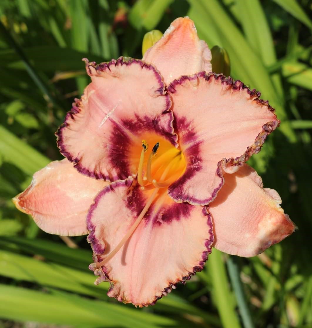 FOTD July 9 2024 Daylily 100CountryTrek fotd-july-9-2024-daylily-100countrytrek
