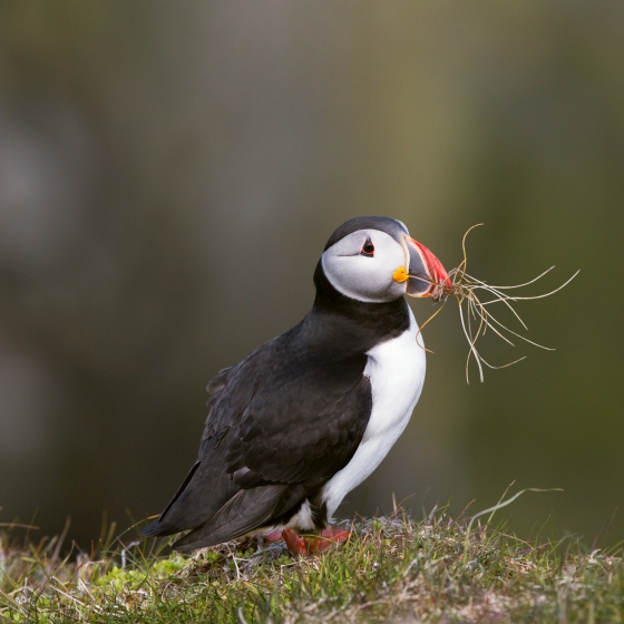 Puffins – 100CountryTrek.com