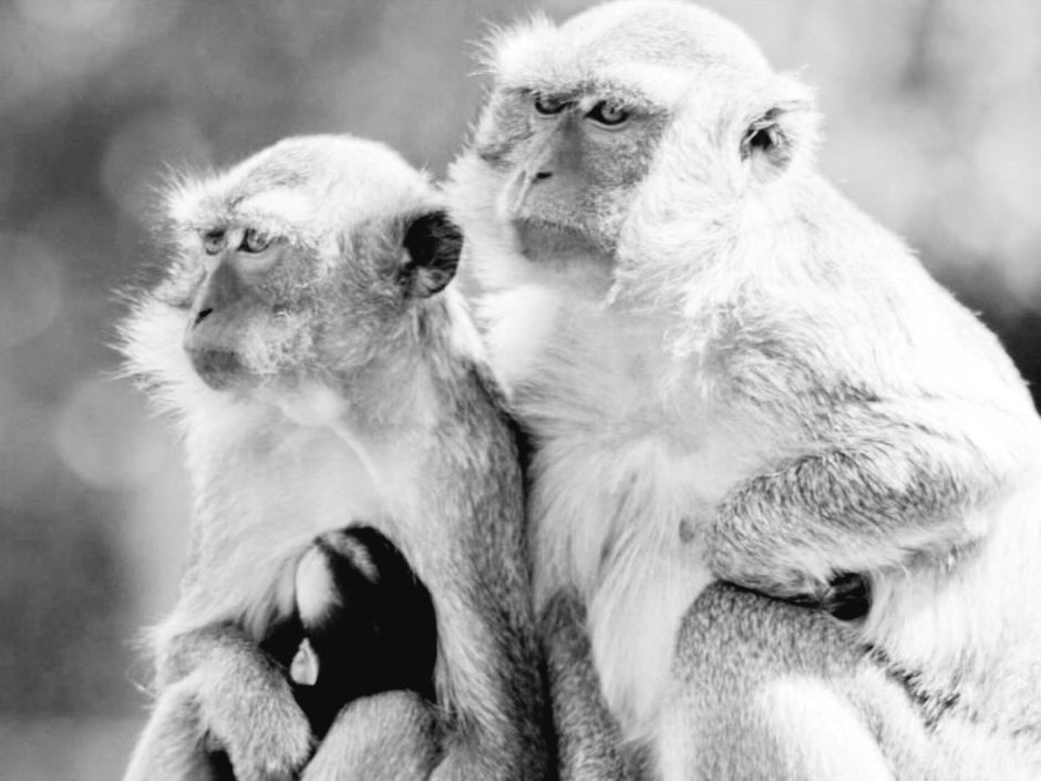 Monochrome Monday Monkeys – 100CountryTrek.com