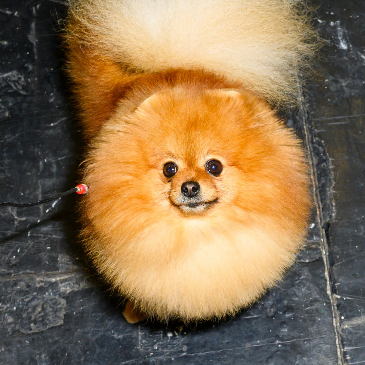 Macro Monday Dogs – 100CountryTrek.com