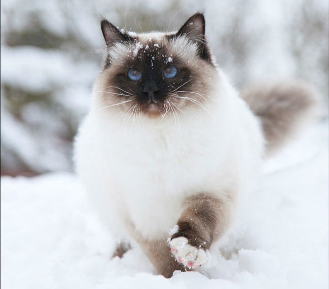 Snowy Cats – 100CountryTrek.com