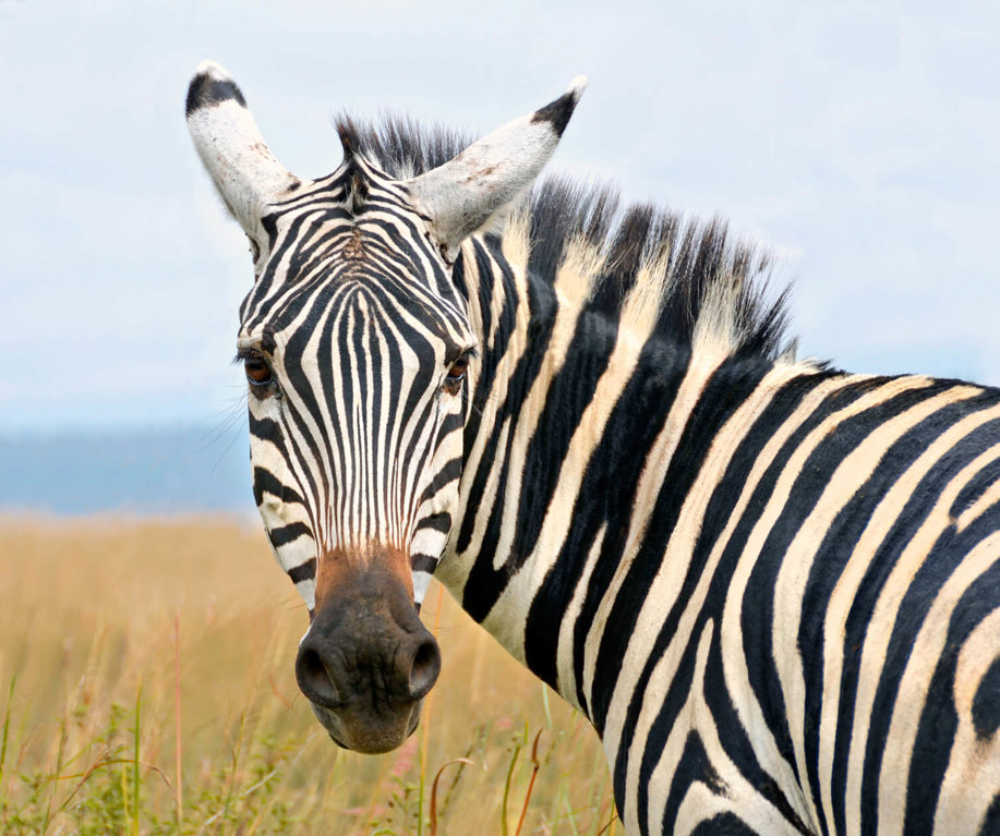 African Zebras – 100CountryTrek.com