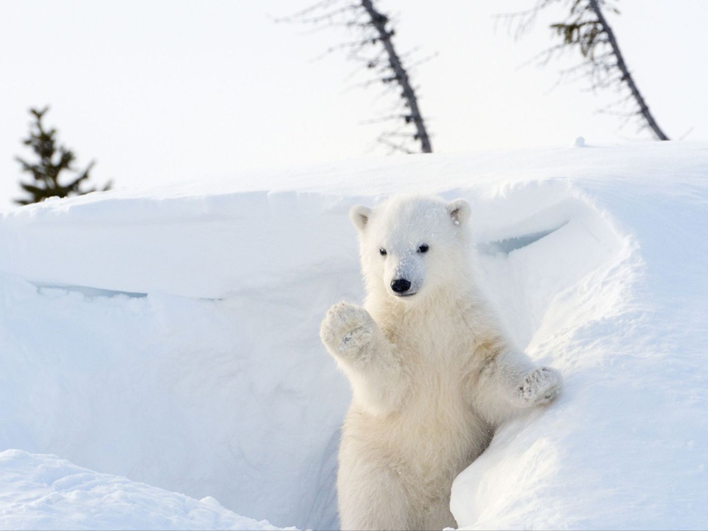 Polar Snowy Bears – 100CountryTrek.com