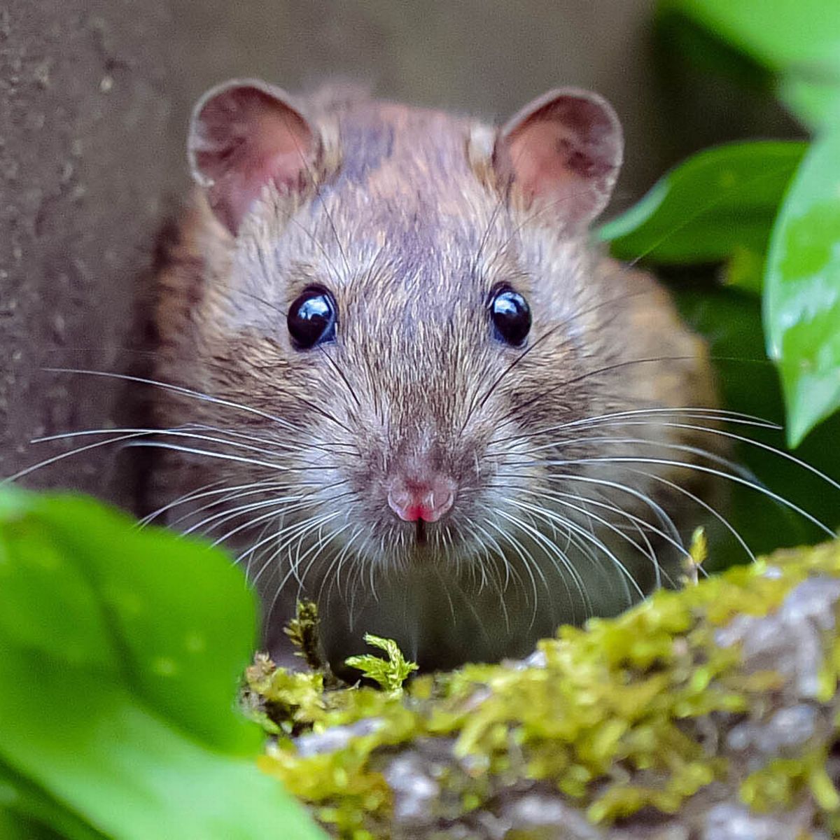 Rats Nova Scotia – 100CountryTrek.com