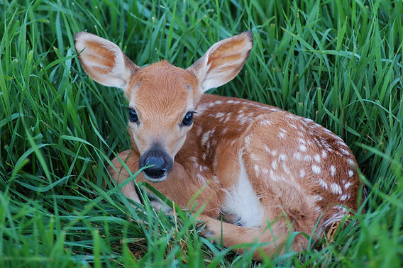 Baby Deers – 100CountryTrek.com