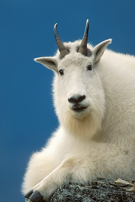 White Goats Mountain – 100CountryTrek.com