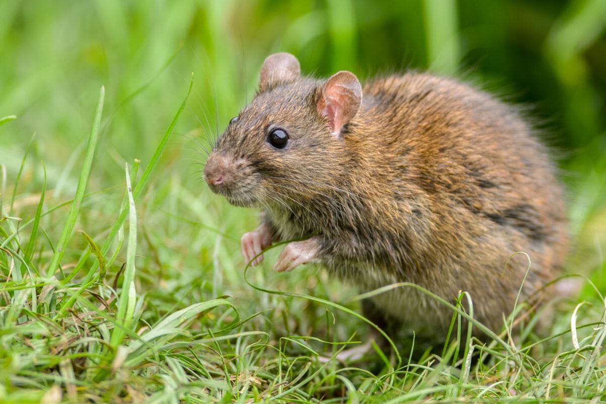 Rats Nova Scotia – 100CountryTrek.com