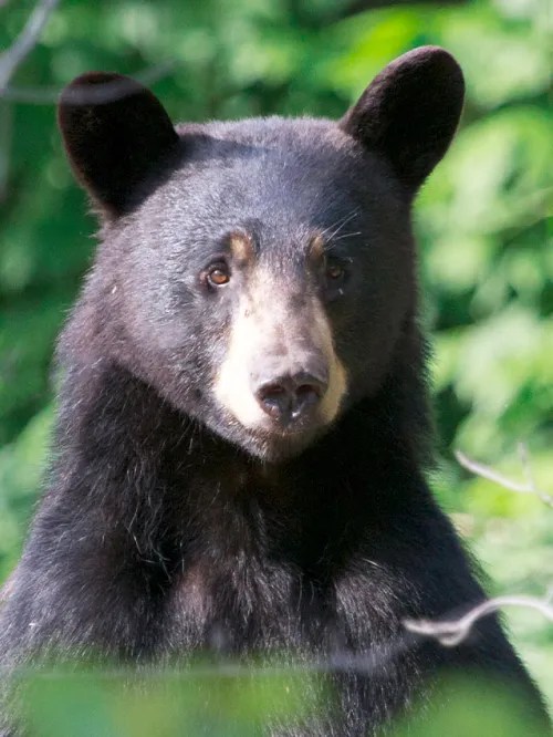 Black Bears Nova Scotia – 100CountryTrek.com