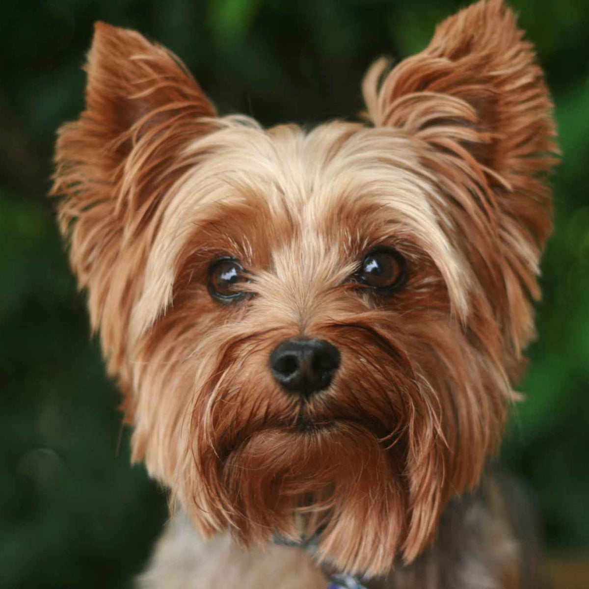 MINIATURE DOGS – 100CountryTrek.com