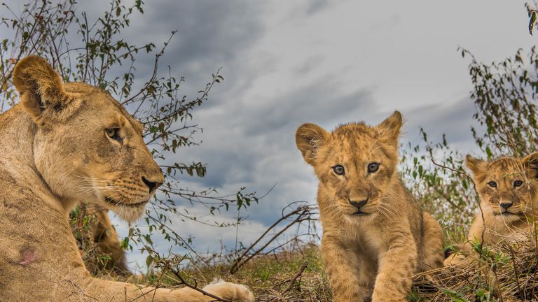Lions Africa – 100CountryTrek.com