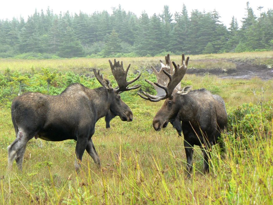 Mooses Newfoundland – 100CountryTrek.com