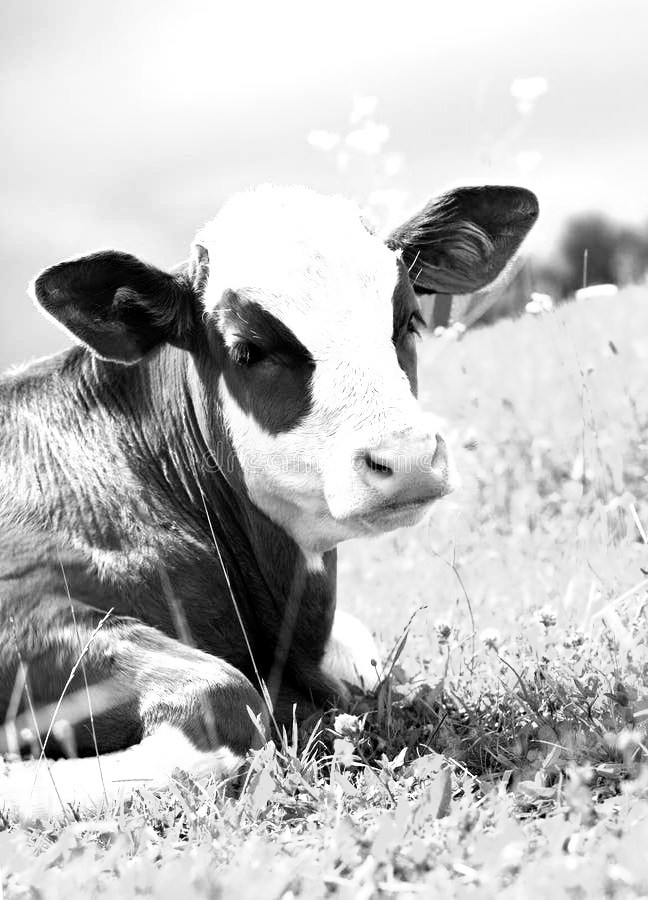 Monochrome Cows – 100CountryTrek.com