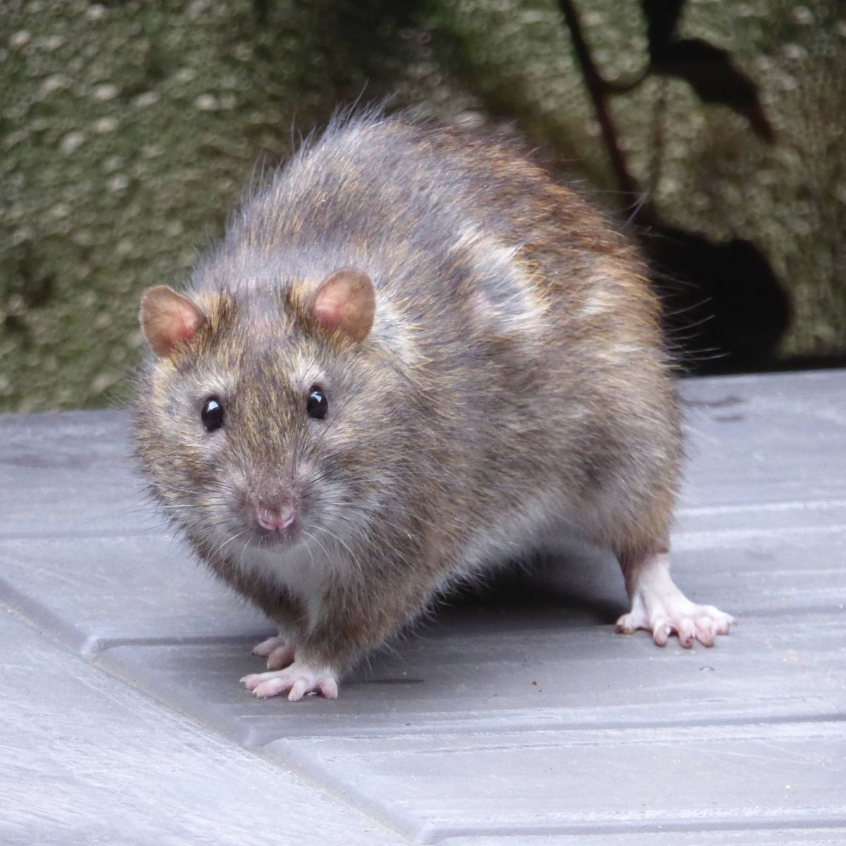 Rats Nova Scotia – 100CountryTrek.com