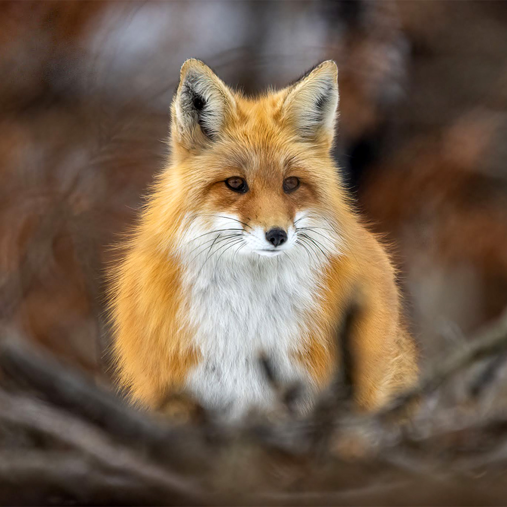 Red Foxes – 100CountryTrek.com